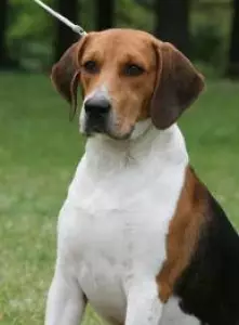 Lucerne Hound (Lucerne Laufhund)