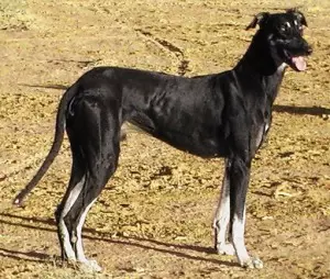 Anjing greyhound Australia: perawatan rumah, foto, beli, video, harga