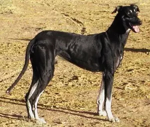 Anjing greyhound Australia (kanguru)