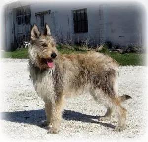 პიკარდიის მწყემსი ძაღლი (პიკარდია)