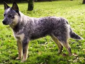 Australian Shepherd Dog: Hauswartung, Foto, Kauf, Video, Preis