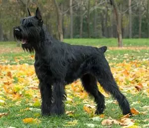 Óriás schnauzer