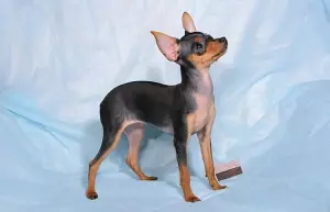 Russiese Toy Terrier