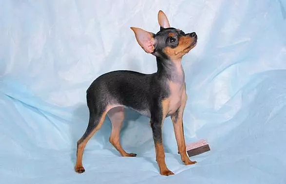 Russisk Toy Terrier