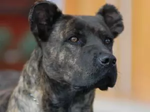 Azorene gjeterhund: husvedlikehold, foto, kjøp, video, pris