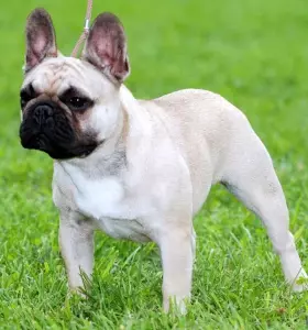 Igifaransa Bulldog: kubungabunga inzu, ifoto, kugura, videwo, igiciro