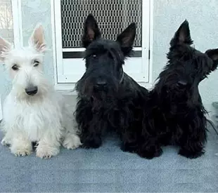 Terrier Ceko: layanan omah, foto, tuku, video, rega