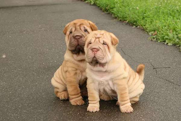 Shar Pei