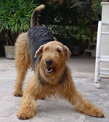 Airedale