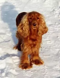 English springer spaniel