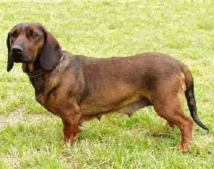 Alpine dachshund hound: tlhokomelo ea ntlo, foto, reka, video, theko