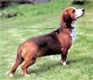Westphalian dachshund bracque - အိမ်ပြုပြင်ခြင်း၊ ဓာတ်ပုံ၊ ၀ ယ်ခြင်း၊ ဗွီဒီယို၊ စျေးနှုန်း