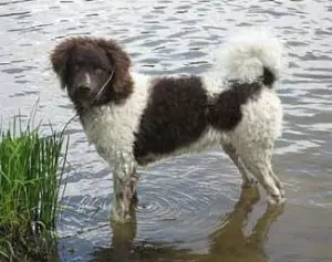 Wetterhun (Ολλανδικό Water Spaniel)