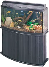 Aina za aquariums