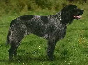 Blua Picard Spaniel (Blua Picardian Epagnole)