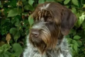 Griffon Corthalsa (Igifaransa Wirehaired Pointer Griffon)