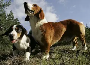 Drever (Swedish Dachshund Brakk, Swedish Hound)