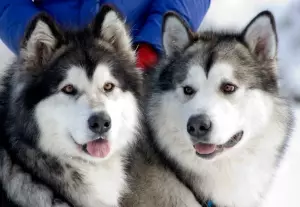 Alaskan Malamute