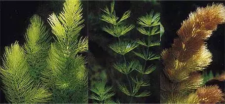 角藻屬