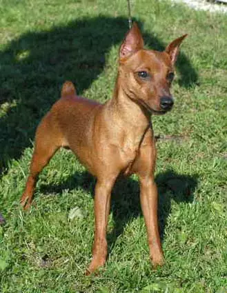 Miniature pinscher: antretyen kay, foto, achte, videyo, pri 845_2