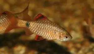 Scarlet barbus (Barbus stoliczkae)