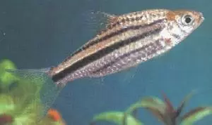 Barbus papat garis (Barbus Lineatus)