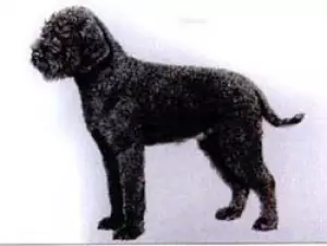 Lagotto Romagnolo (Lagotto Romagnolo)