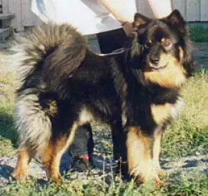 Lapinporokoira (perro pastor de renos de Laponia, pastoreo de renos de Laponia)