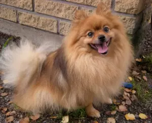 German Small Spitz (Kleinspitz)