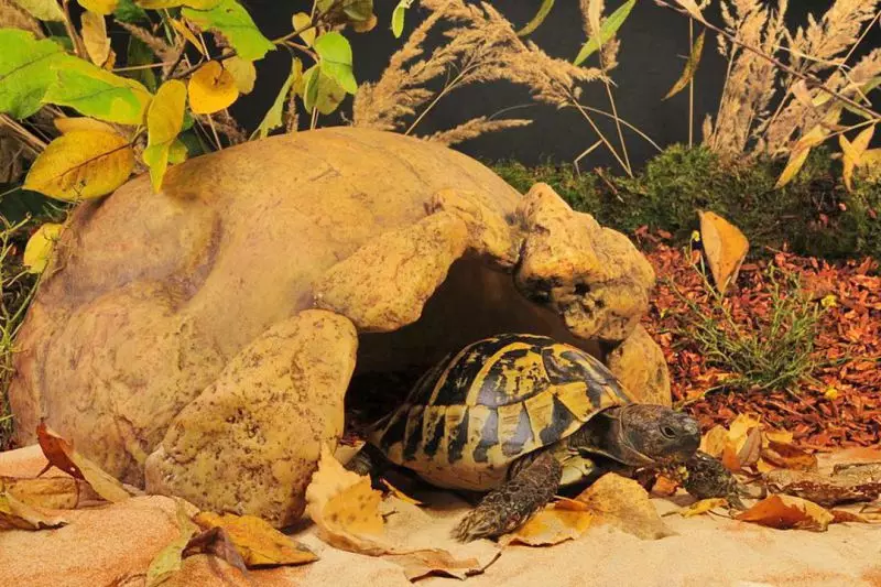 Turtle Terrarium: wichtige funksjes