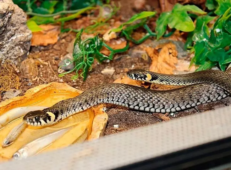 Serpes nun terrario doméstico: gardar serpes