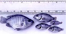 Hranjenje akvarijskih riba: popularna hrana, živa i umjetna hrana