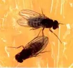 Drosophila រុយ