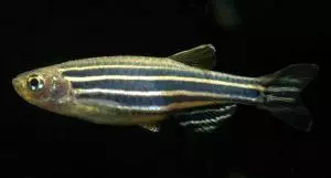 Danio rerio (Brachydanio rerio) -