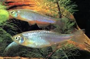 Mutiara Danio. Danio pink (Brachydanio albolineatus)