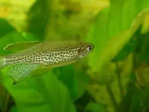 Leopard Danio (Brachydanio rerio var. Frankei)