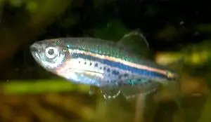 Danio punkt (Brachydanio nigrofasciatus)