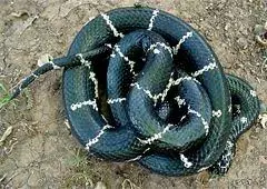 Royal қазірдің өзінде - Lampropeltis getulus