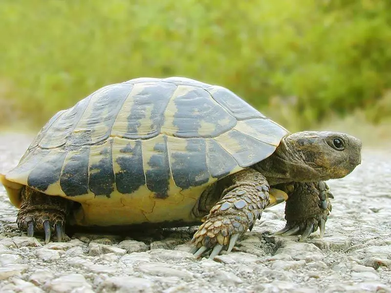 Skildpadder i hjemmeterrariet: holde skildpadder