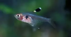 Veidrodinė tetra (Hyphessobrycon griemi)