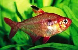 Bloody tetra. Callistus (Hyphessobrycon callistus) -