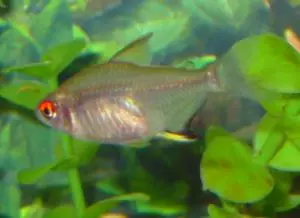 Citronu tetra (Hyphessobrycon pulchripinnis)