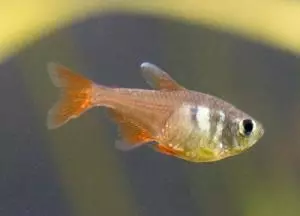 טטרה פון ריו (Hyphessobrycon flammeus)