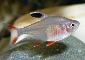 Ornatus biasa (Hyphessobrycon bentosi bentosi)