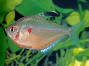 Rubrostigma. Crveno pjegava tetra (Hyphessobrycon erythrostigma)