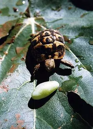 Penyu Darat - Testudo hermanni