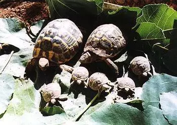 Tartaruga terrestre - Testudo hermanni