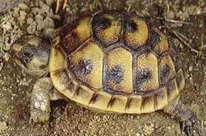 Land Turtle - Testudo graeca