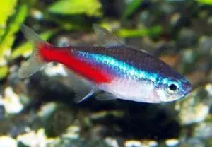 Neon simplu (Paracheirodon innesi)