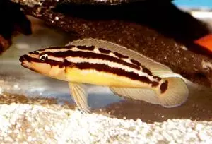 Julidochromis ornatus ຫຼື Golden Parrot (Julidochromis ornatus) -